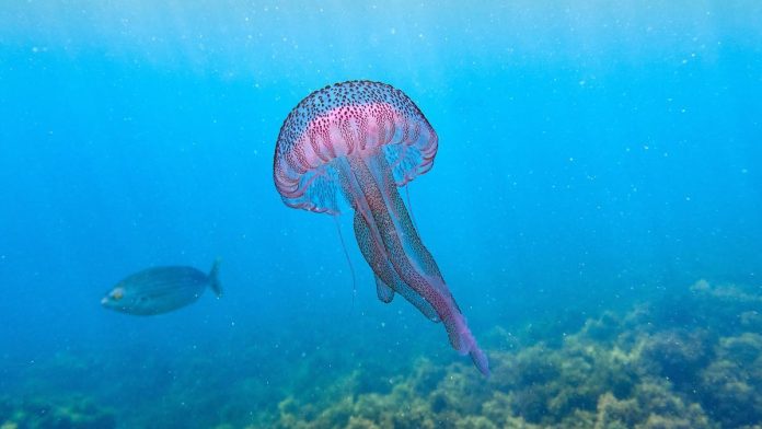 Las medusas peine revelan un centro de señalización embrionaria que ...
