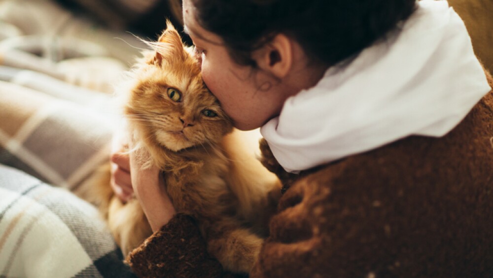 ¿Con quién prefieren los gatos establecer vínculos con los hombres o ...
